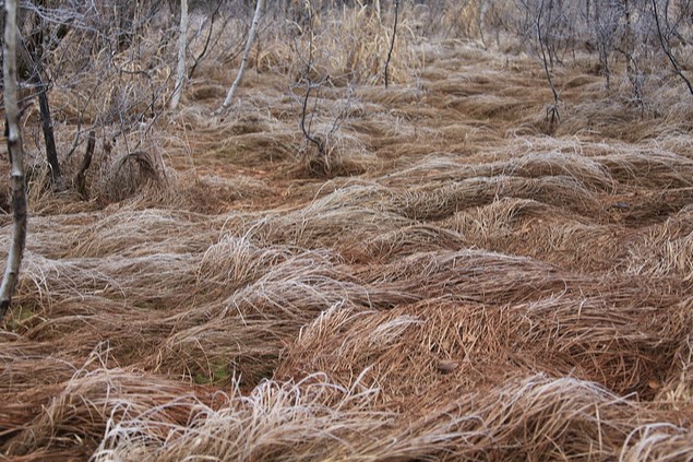 The Firmament Record ⋆ and God said "Let there be Lights in the Firmament"